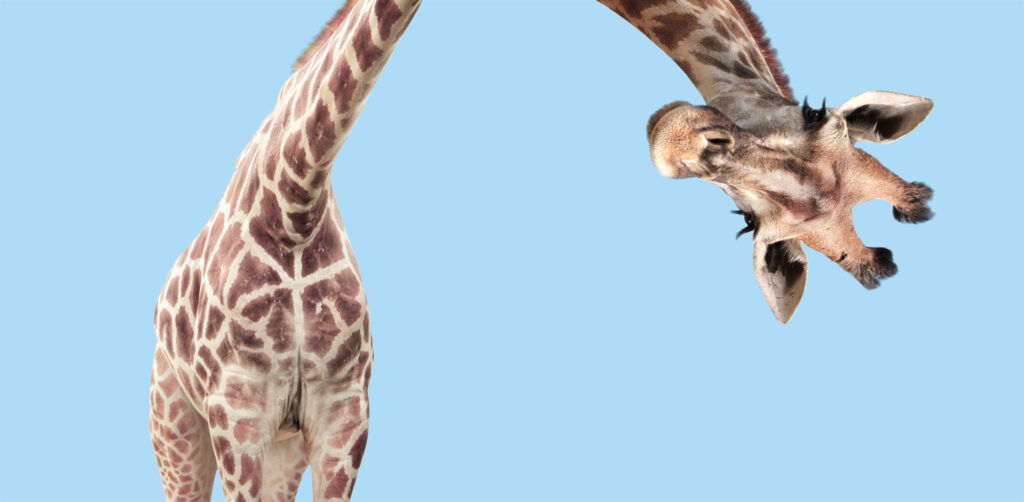 Share Capital Increase for Corporations | Nexova